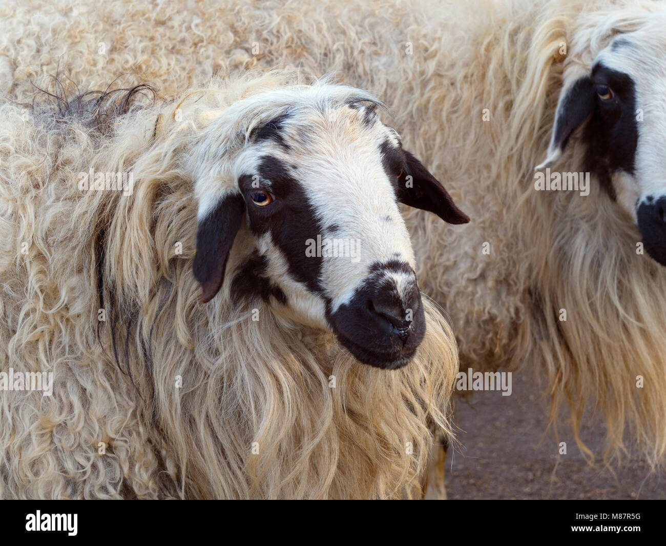 Mongolian sheep hi-res stock photography and images - Alamy