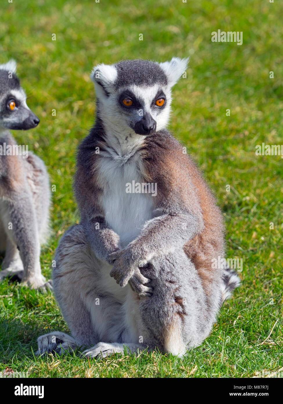 Ring-tailed lemur Lemur catta Stock Photo - Alamy