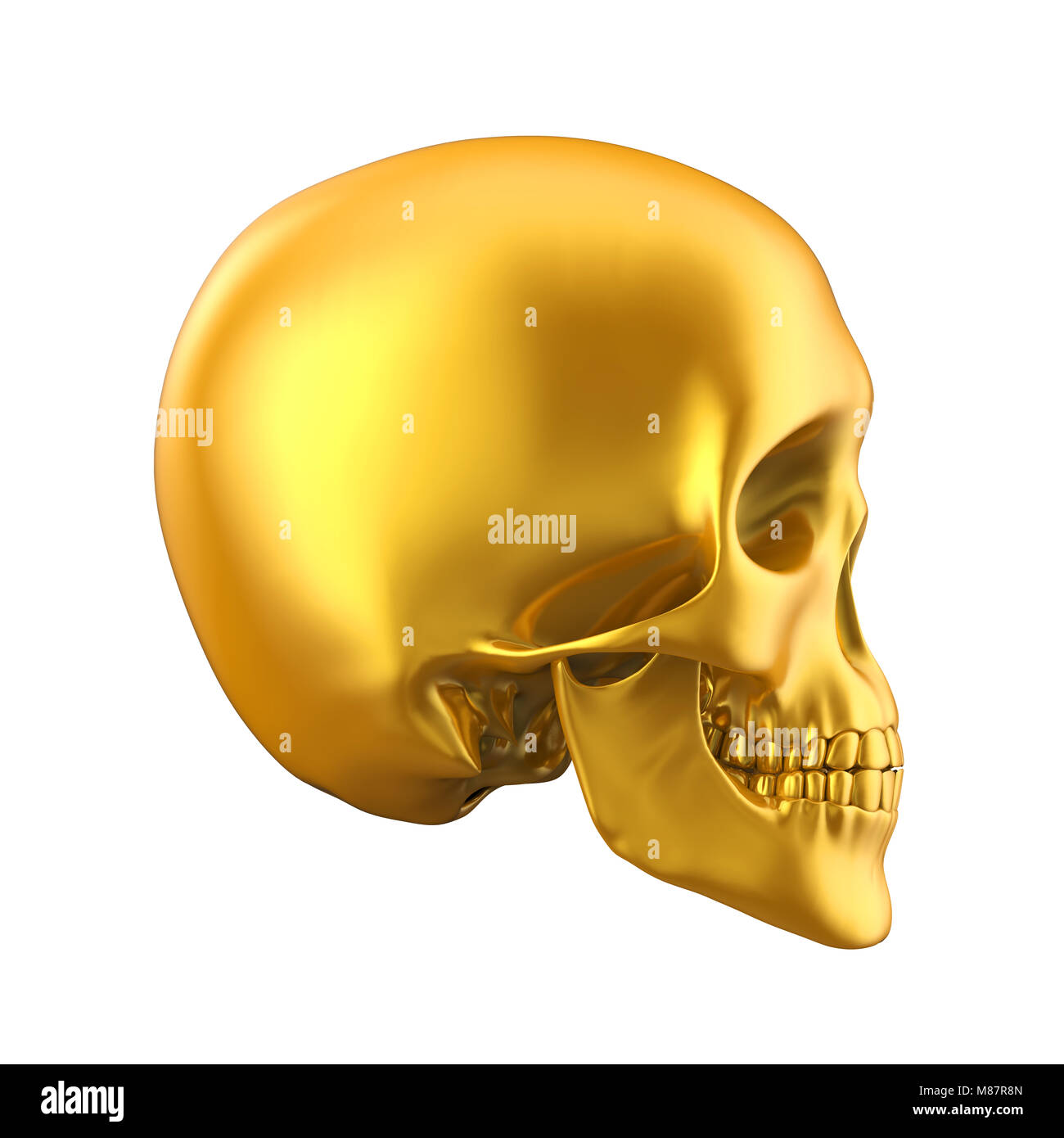 Golden Human Skull Isolated Stock Photo - Alamy