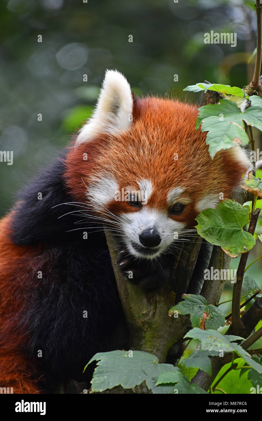 Cute red panda hi-res stock photography and images - Alamy