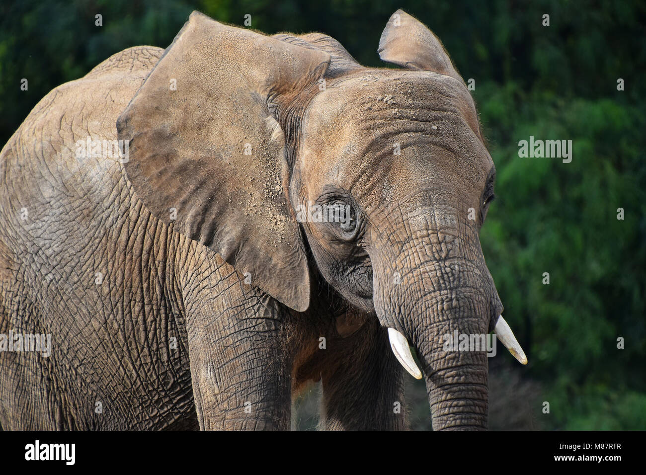 Close up portrait of young African elephant female looking at camera ...