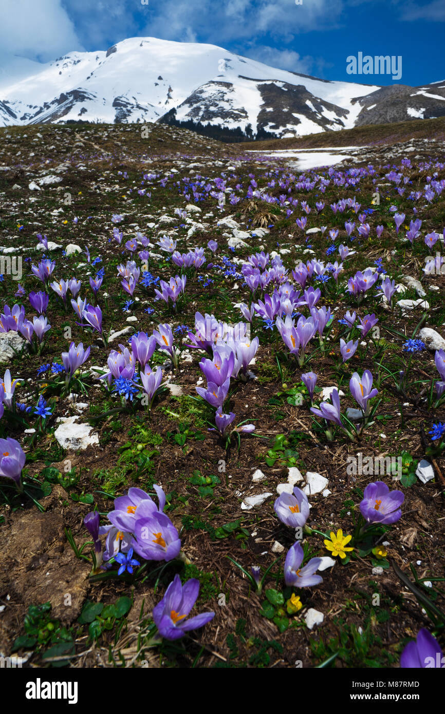 spring flowering of Crochi in Campo Imperatore. Abruzzo Stock Photo - Alamy