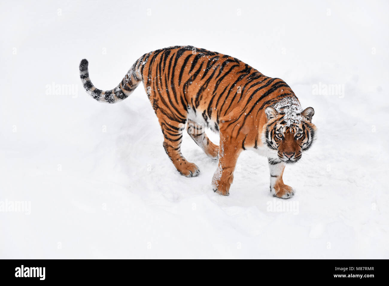 One young female Amur (Siberian) tiger standing in fresh white snow ...