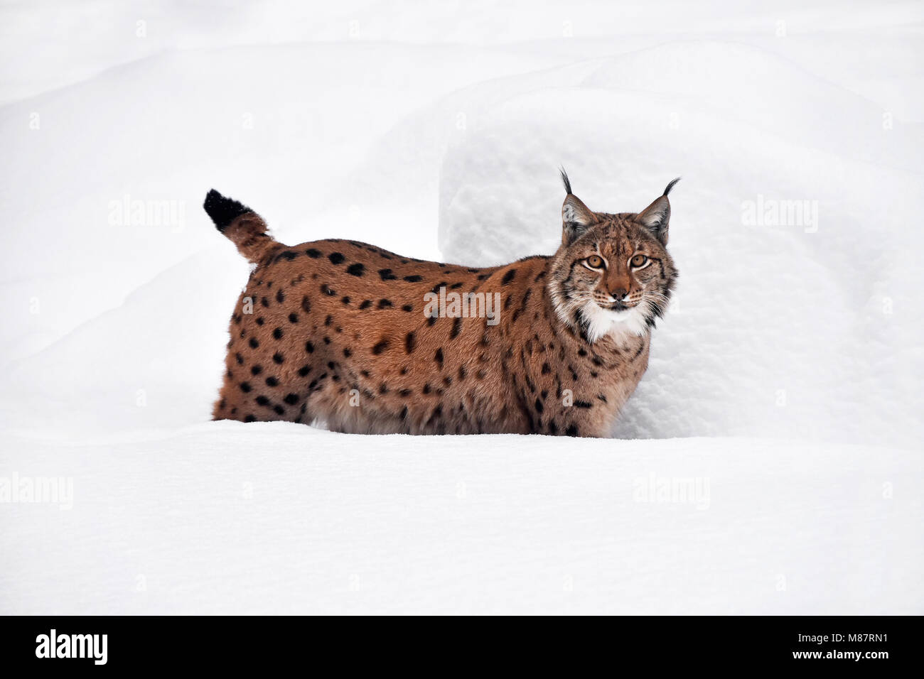 Close up full length low angle side view of Eurasian lynx standing in ...