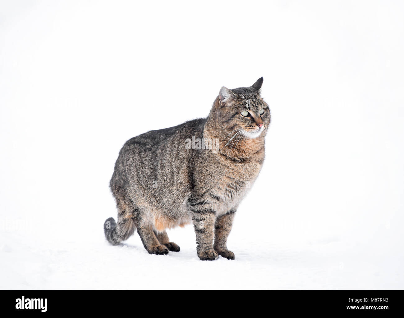Cat side profile hi-res stock photography and images - Alamy