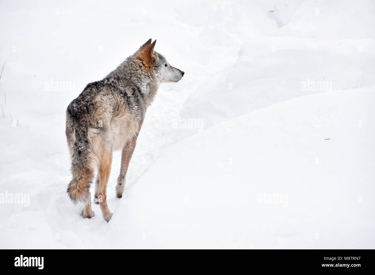Close up full length rear view portrait of one grey wolf standing in ...