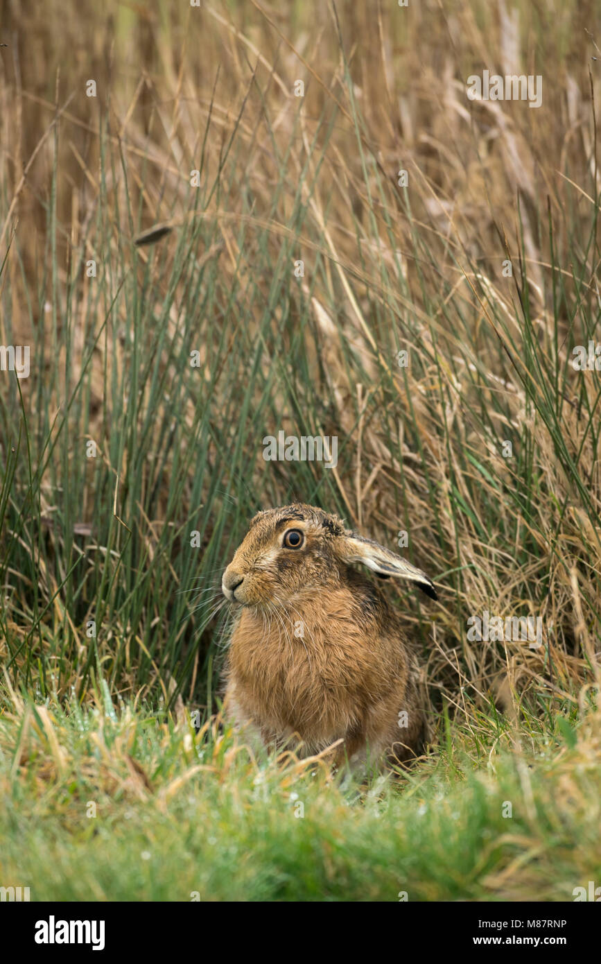 March Hare High Resolution Stock Photography and Images - Alamy