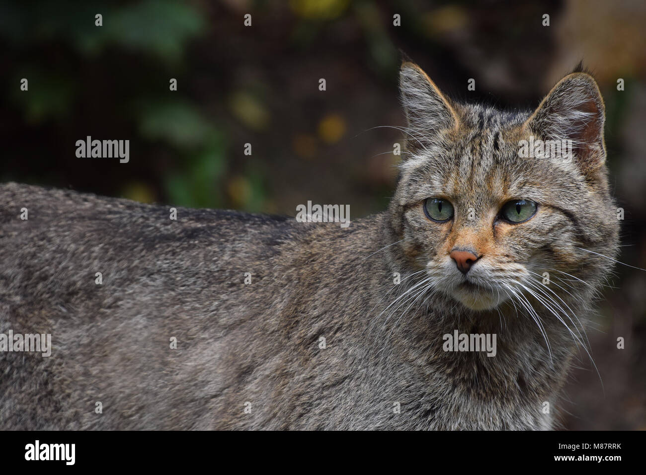 European wildcat forest wildcat felis hi-res stock photography and ...