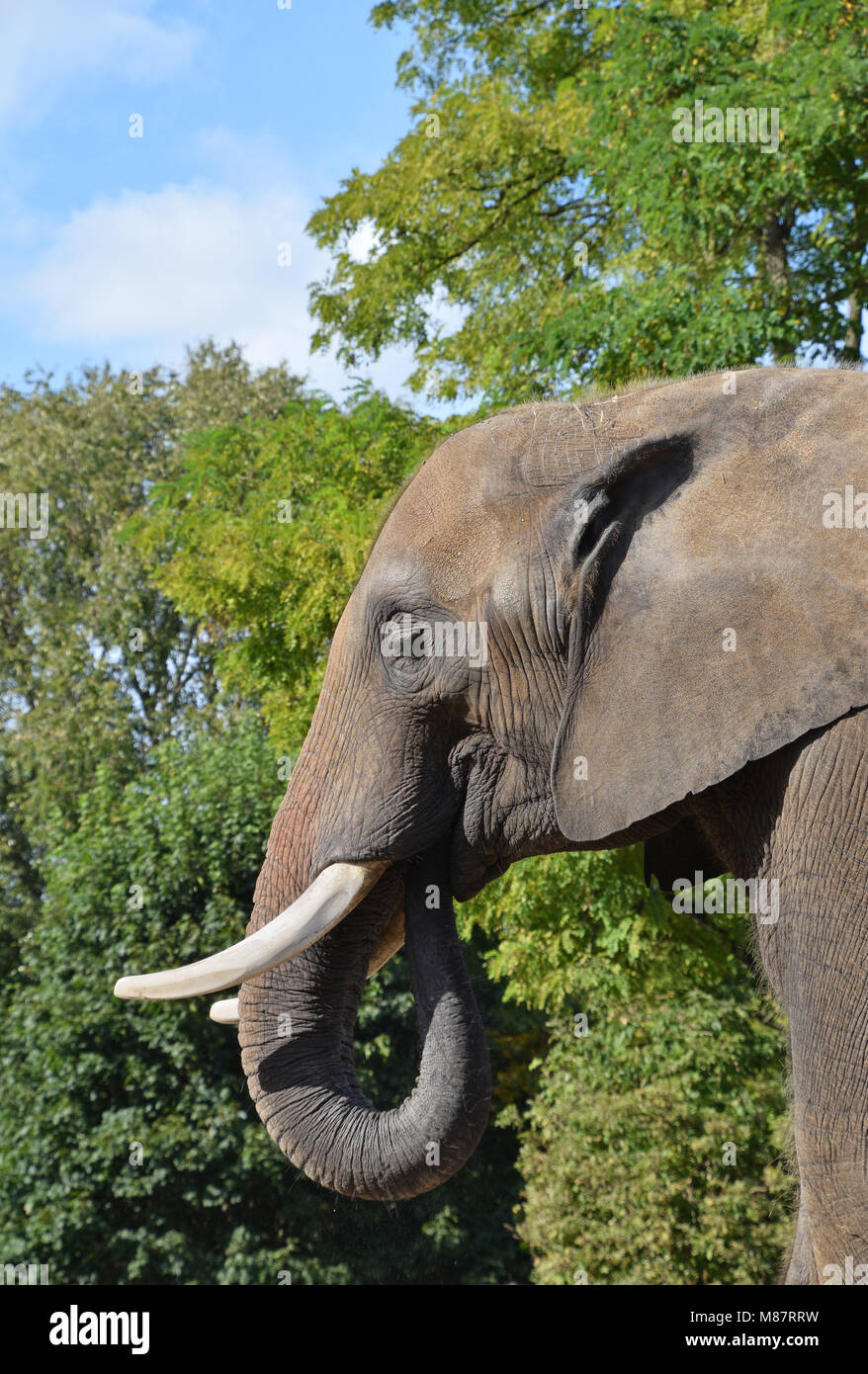 Close up side profile portrait of male African elephant with tusk ...