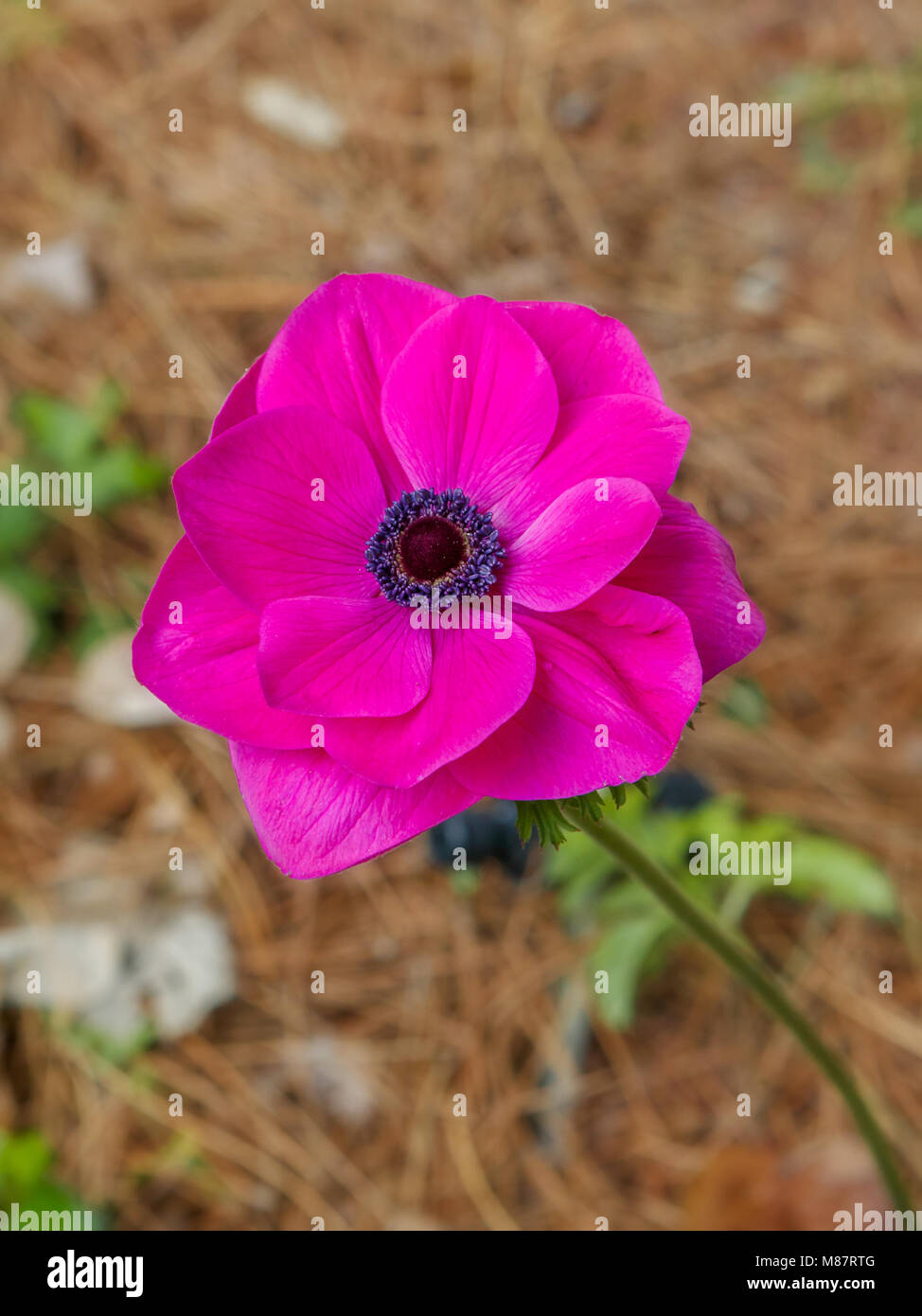 One red flower grows in the garden on the ground strewn with old spruce ...
