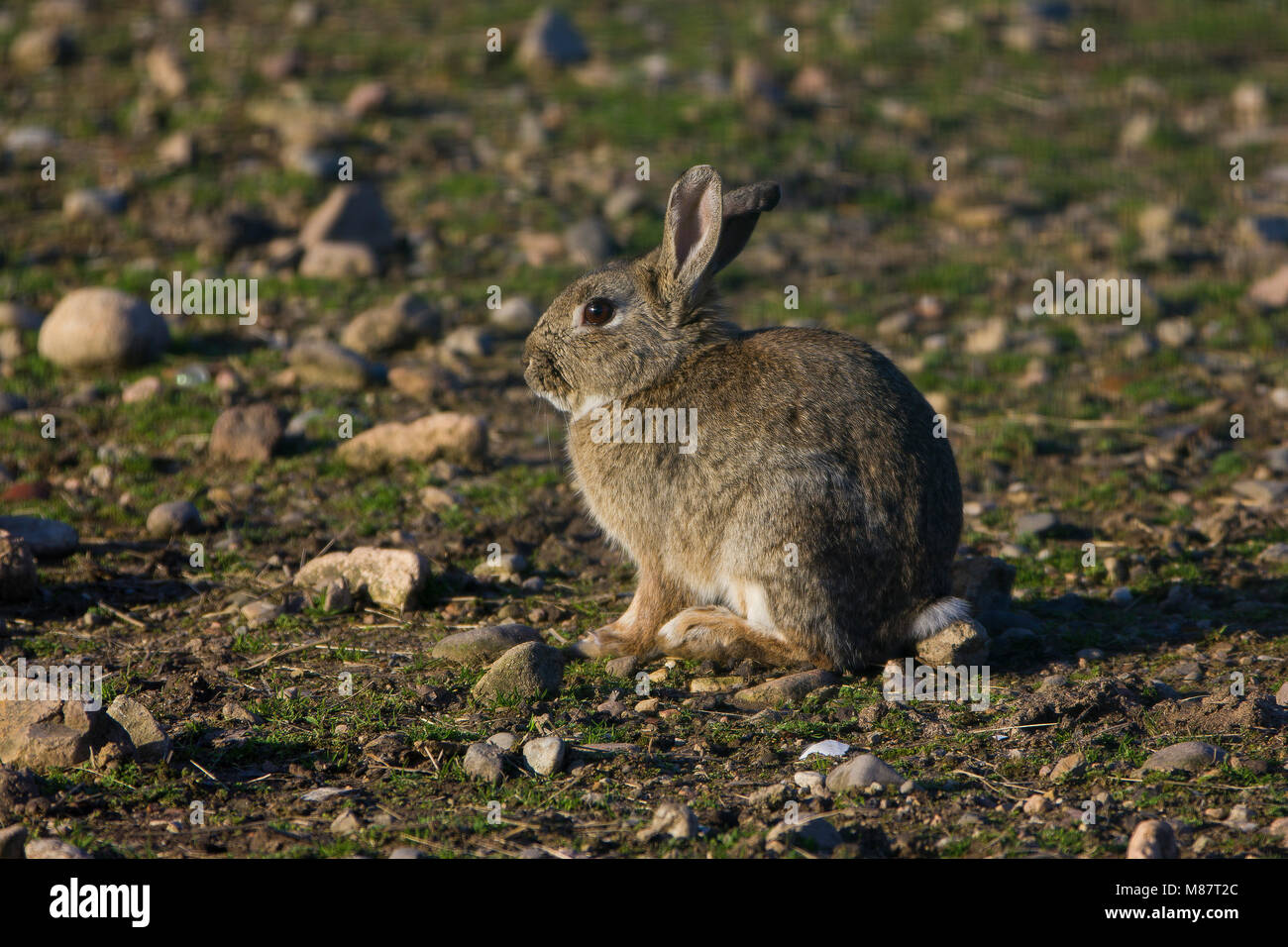 a beautiful picture of a rabbit Stock Photo - Alamy