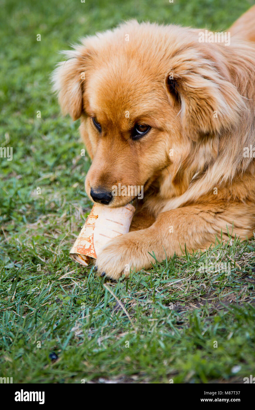 red puppy in nature cute Stock Photo - Alamy