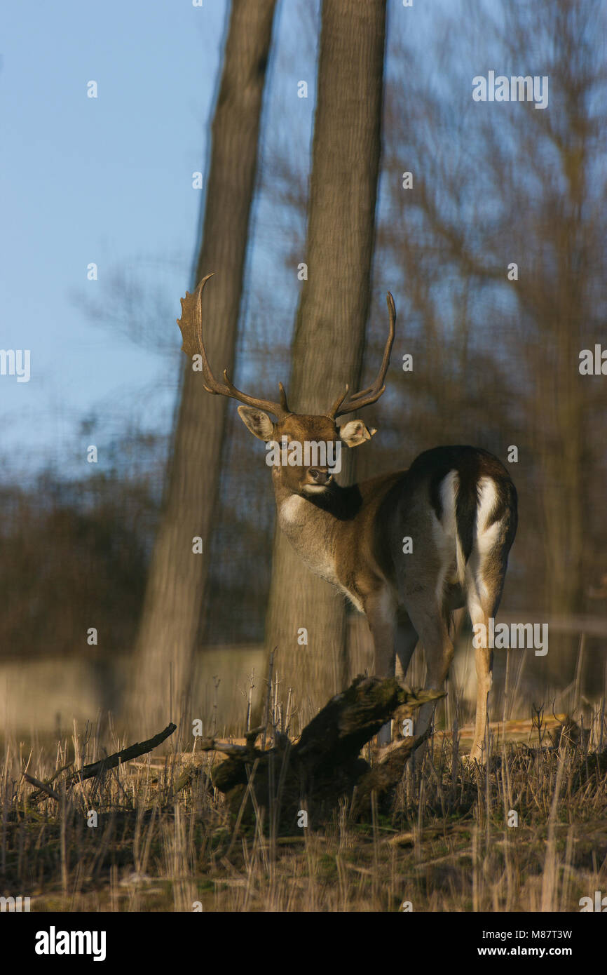 Animal dear hi-res stock photography and images - Alamy