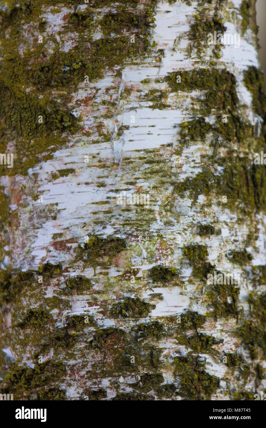 Tree bark in detail hi-res stock photography and images - Alamy