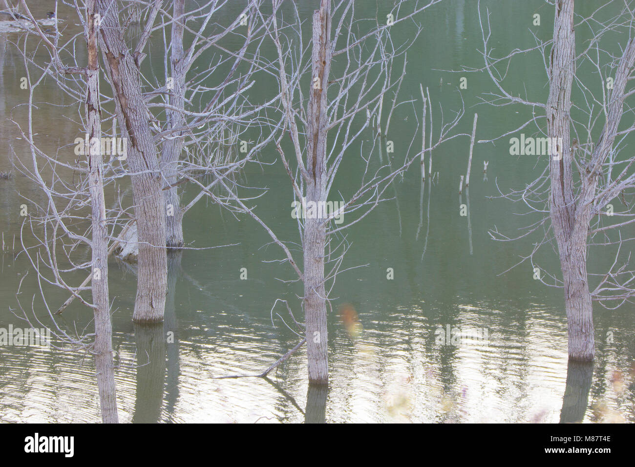 trees in the lake Stock Photo - Alamy