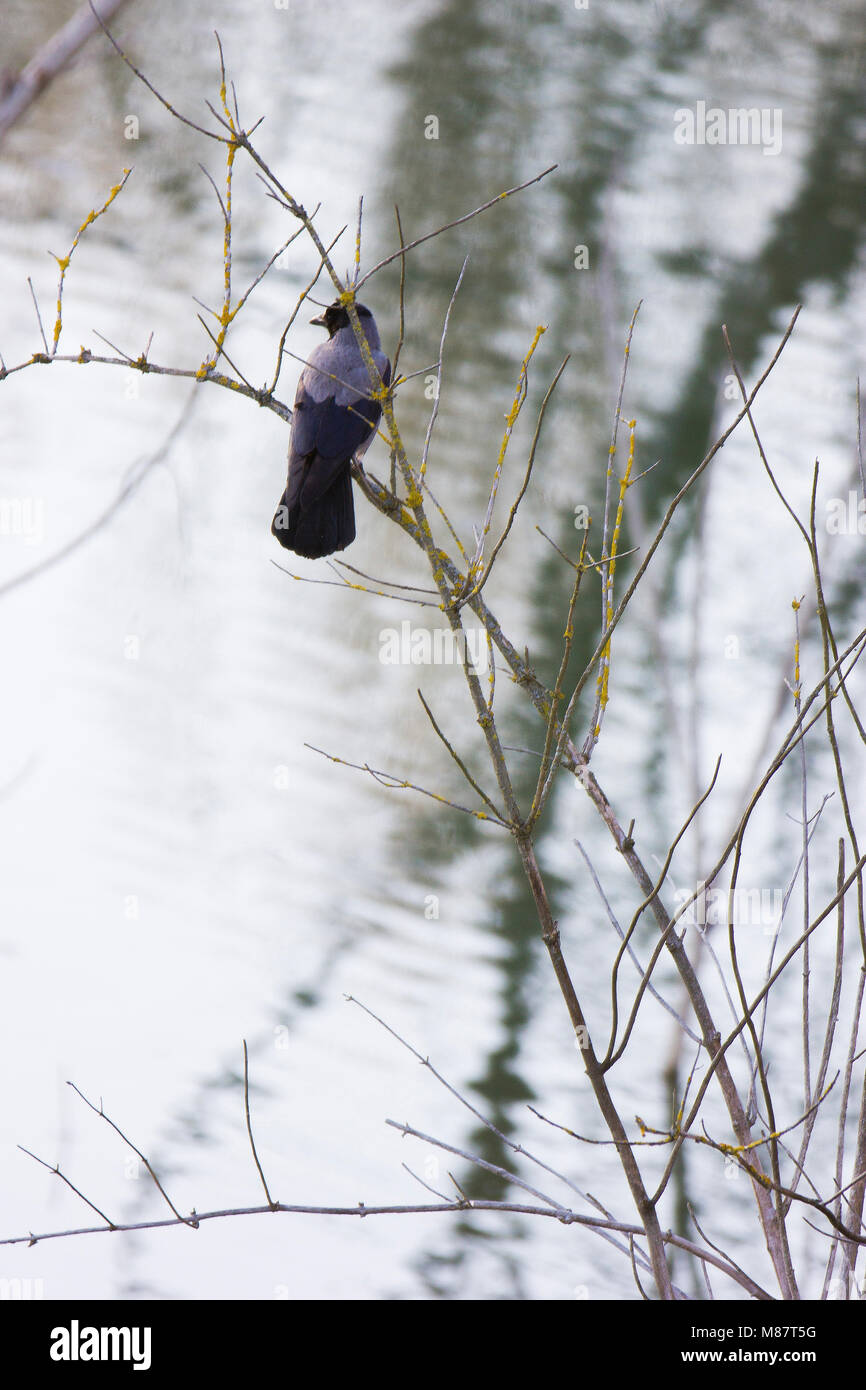 a bird resting on branch Stock Photo - Alamy