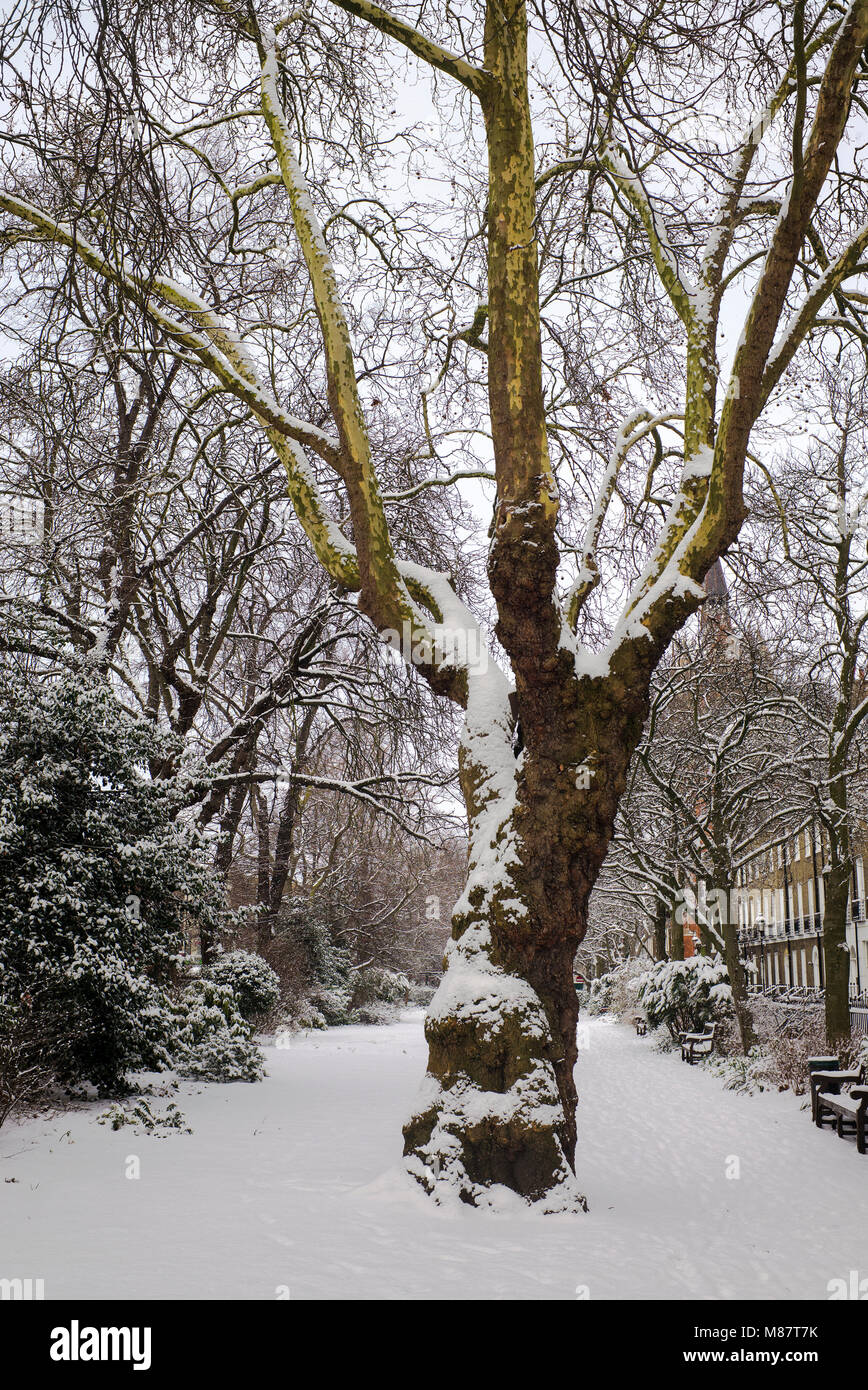 park tree covered with snow London winter Stock Photo - Alamy