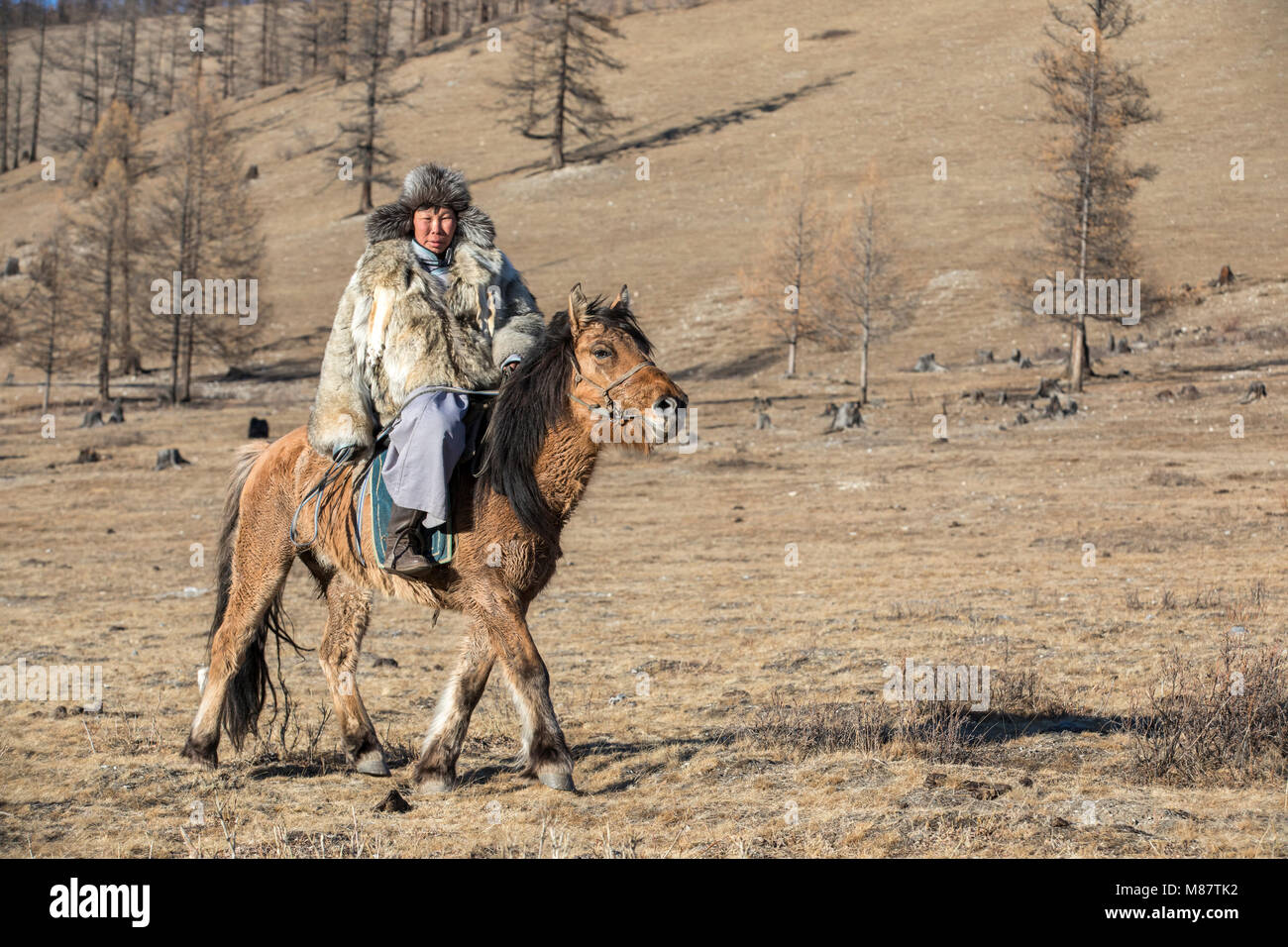 mongolian man wearing a wolf skin jacket, riding his horse in a steppe ...