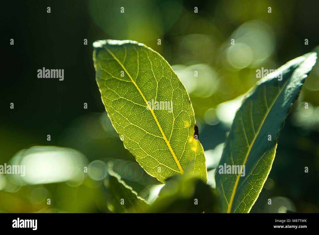 Intricate detailed photo of a leaf hi-res stock photography and images ...