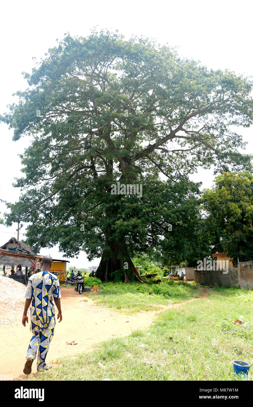 Benin branch hi-res stock photography and images - Alamy