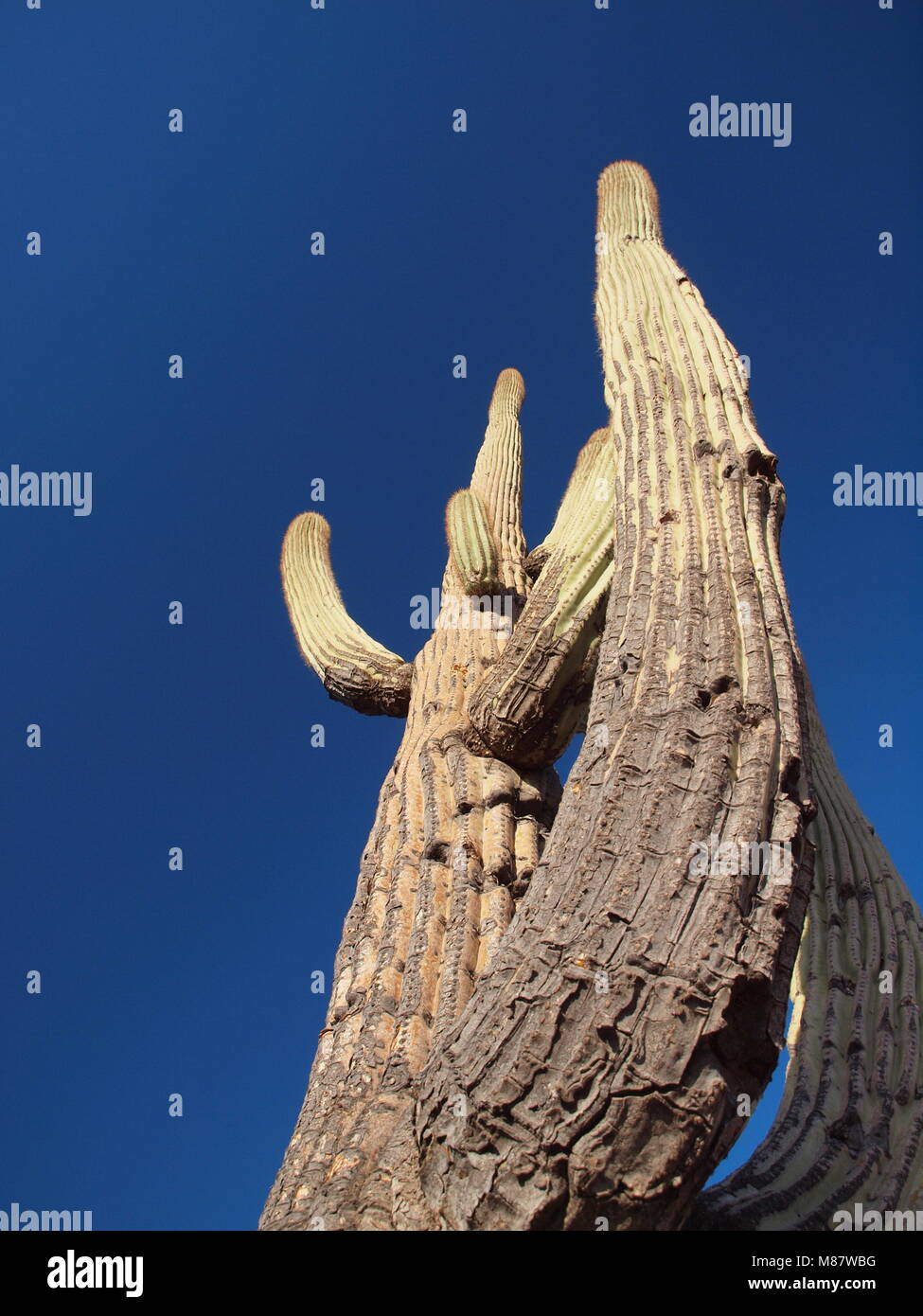 Giant Saguaro cactus Stock Photo - Alamy