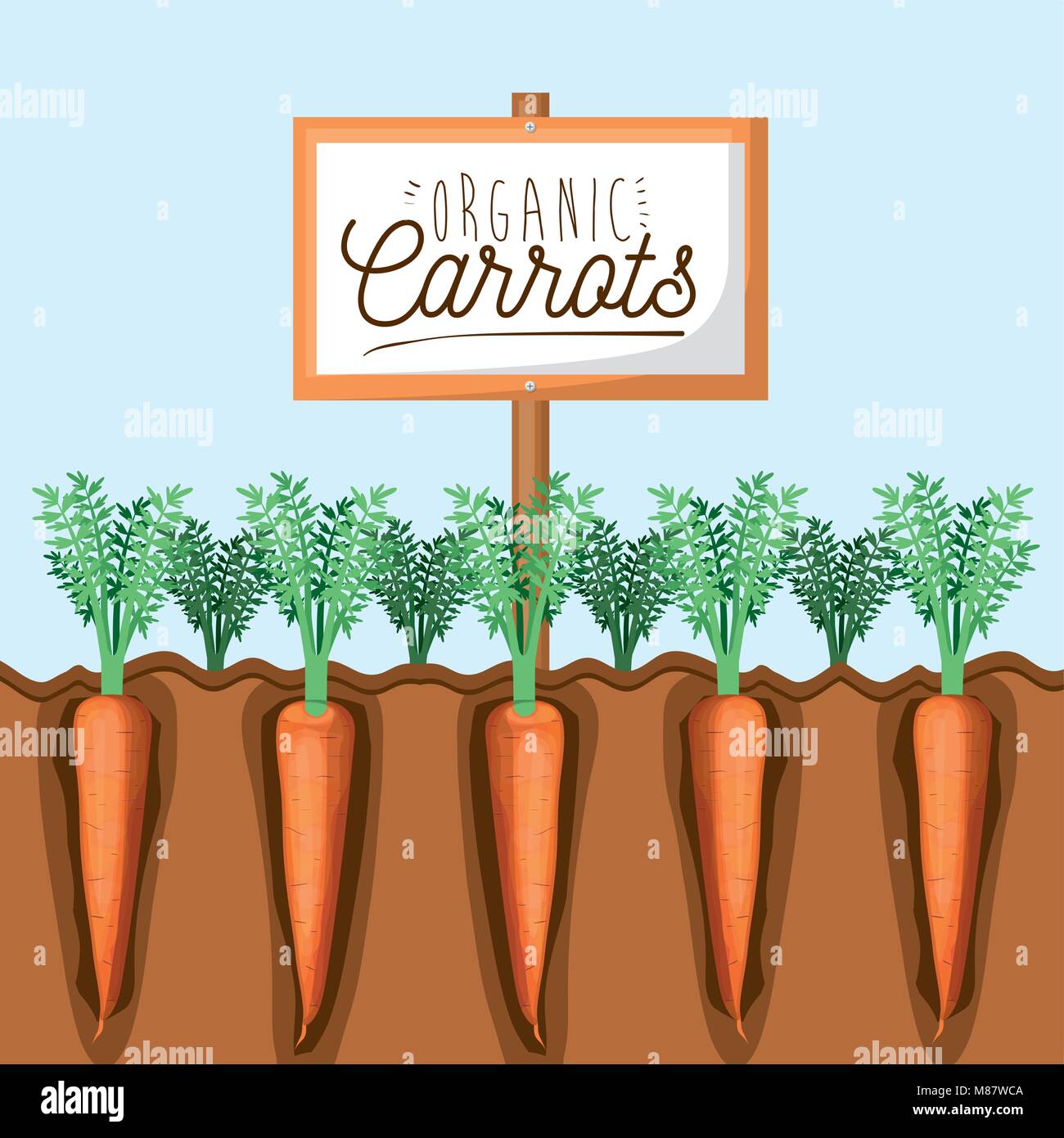 colorful graphic with organic farming of carrots Stock Vector Image ...