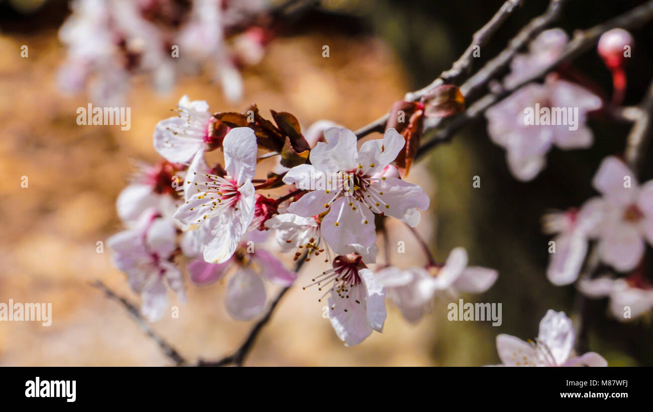 Cherry plum tree hi-res stock photography and images - Alamy