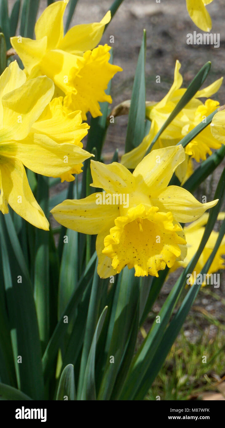Daffodil California closeup 3 Stock Photo - Alamy