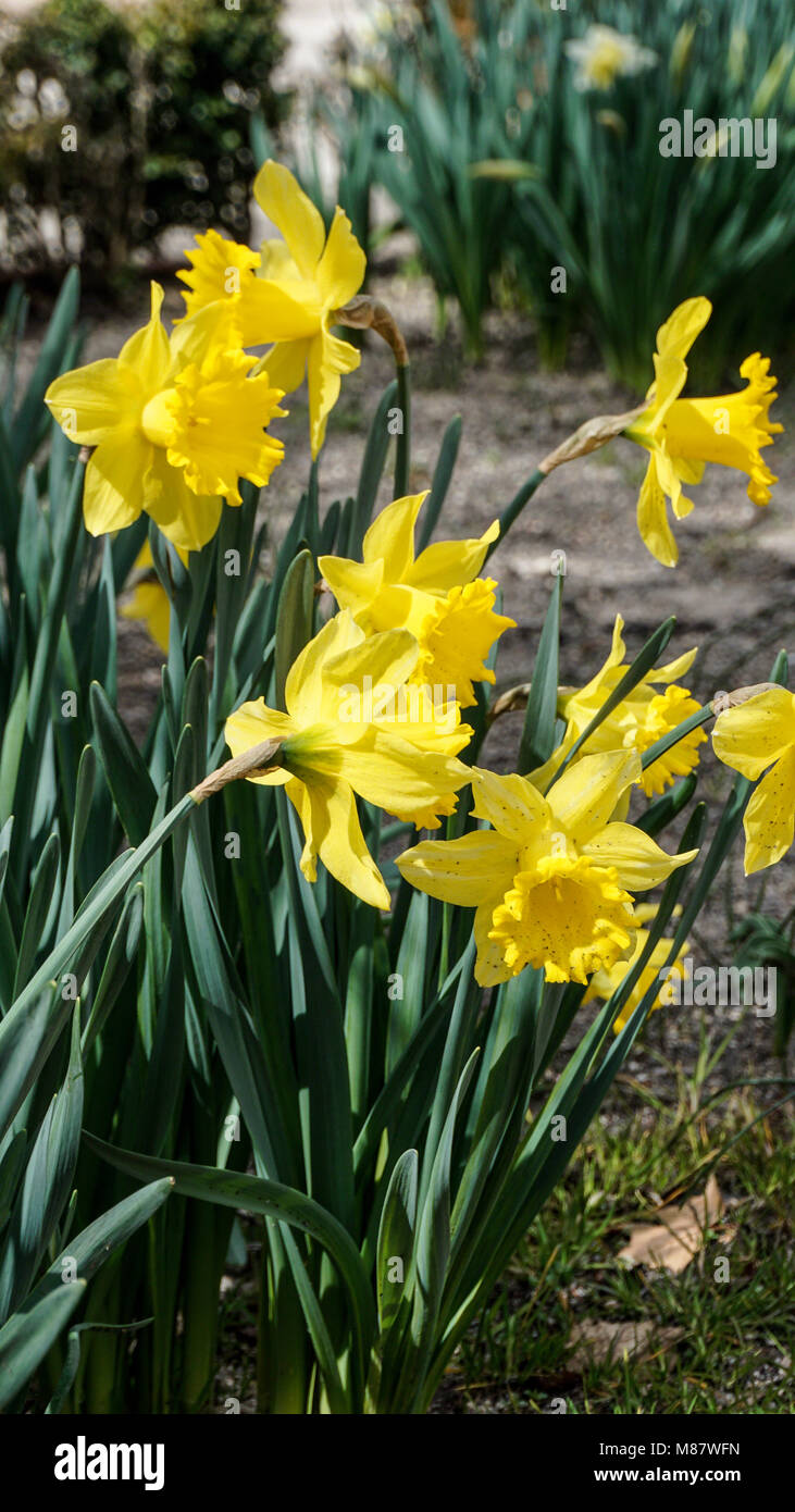Trumpet daffodil bouquet hi-res stock photography and images - Alamy