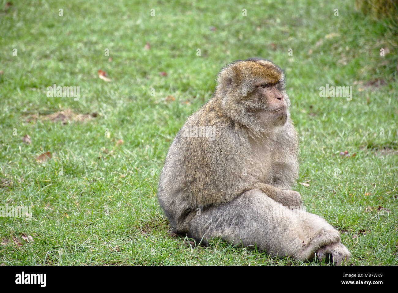 Offended monkey,Moroccan macaque( Macaca sylvanus) sitting on the ...