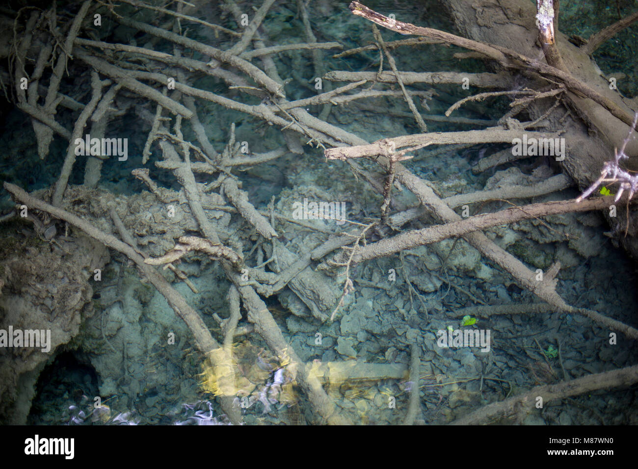 submerged logs dappled in sunlight. They are encrusted. The water is ...