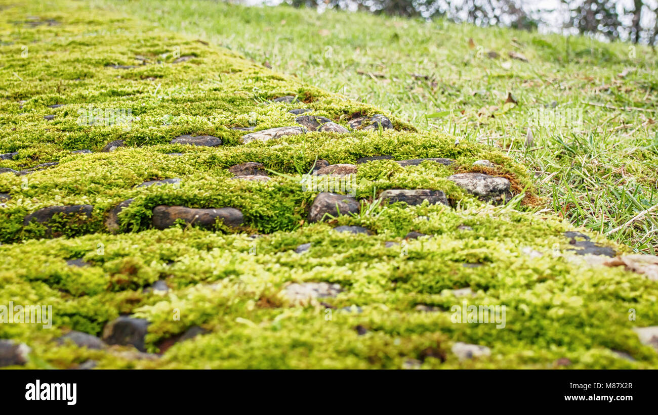 Mossy brick pavement texture hi-res stock photography and images - Alamy