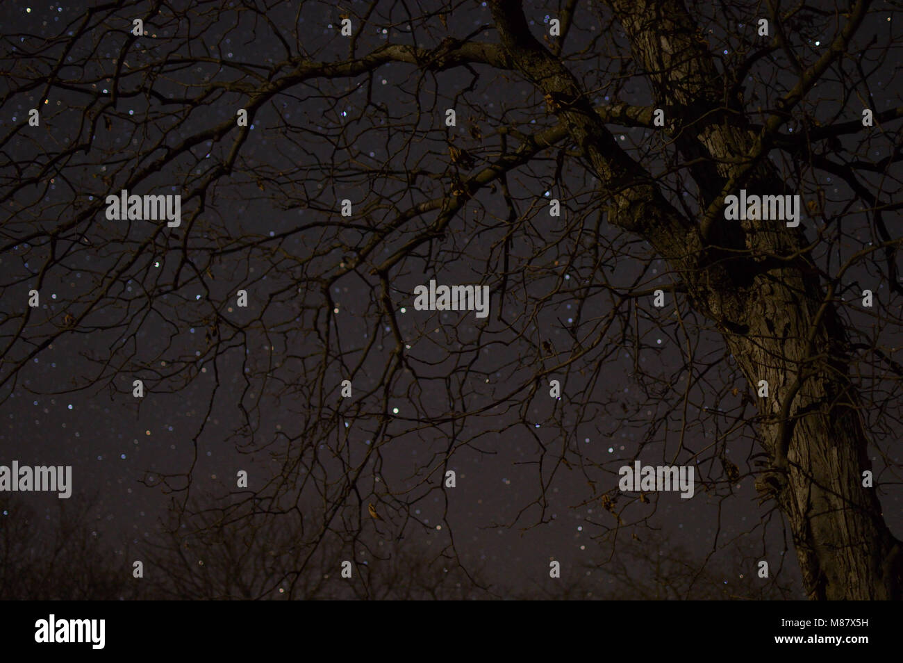 Stars Scattered Among Tree Branches Stock Photo - Alamy