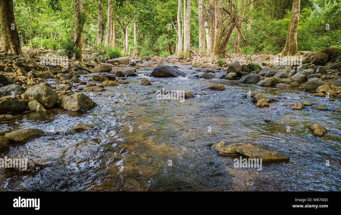 Streams in the forest Stock Photo - Alamy