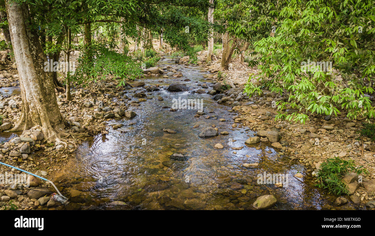 Streams in the forest Stock Photo - Alamy