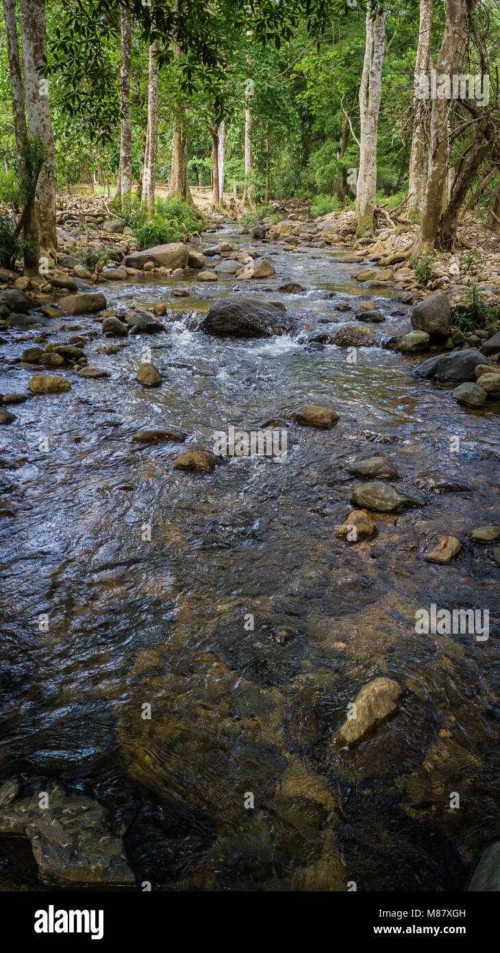 Streams in the forest Stock Photo - Alamy