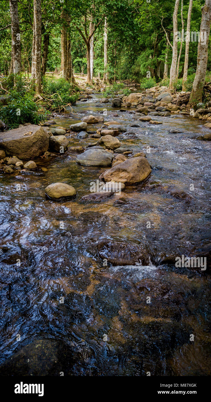 Streams in the forest Stock Photo - Alamy