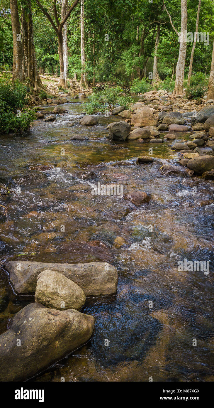 Streams in the forest Stock Photo - Alamy
