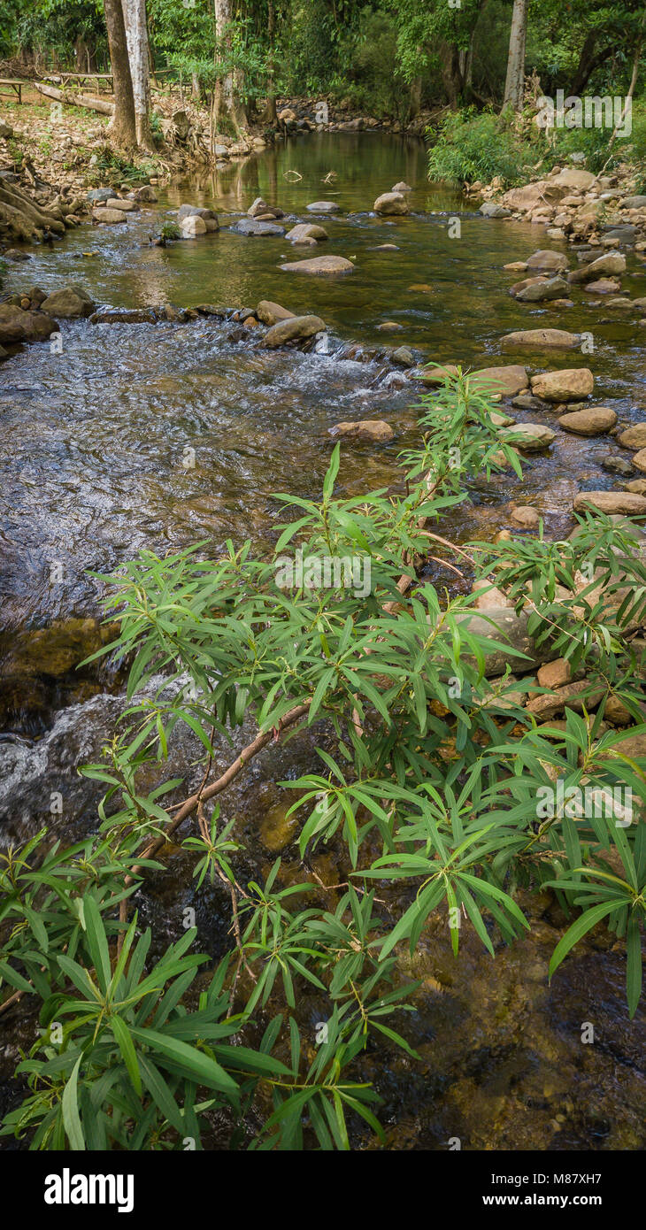 Streams in the forest Stock Photo - Alamy