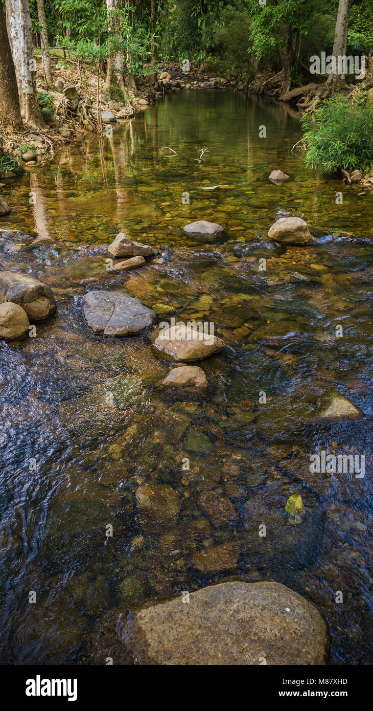 Streams in the forest Stock Photo - Alamy