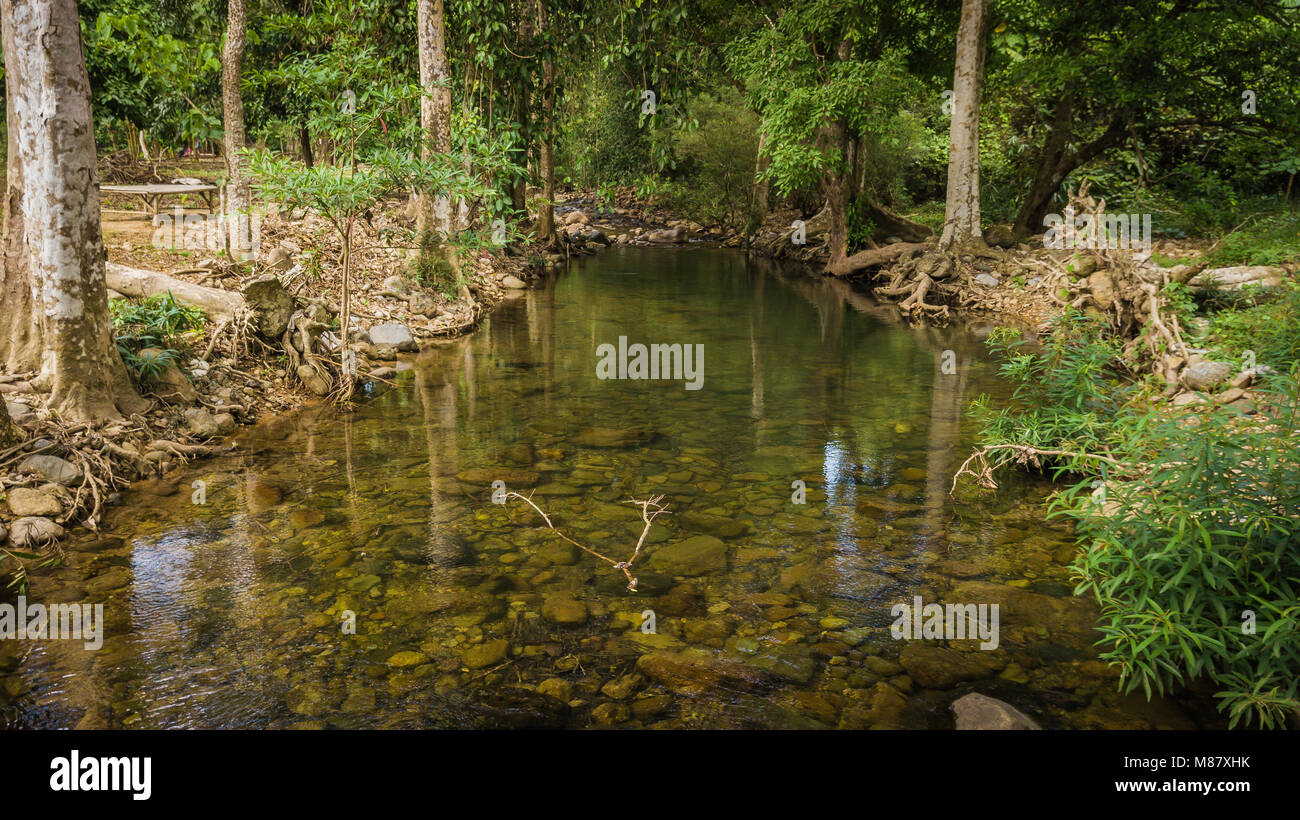 Streams in the forest Stock Photo - Alamy