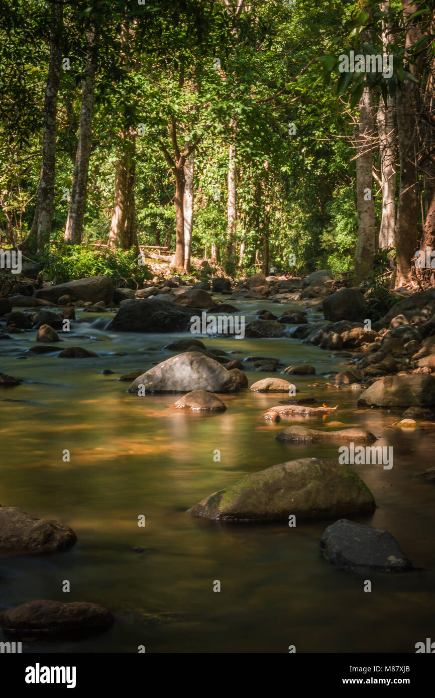 Streams in the forest Stock Photo - Alamy