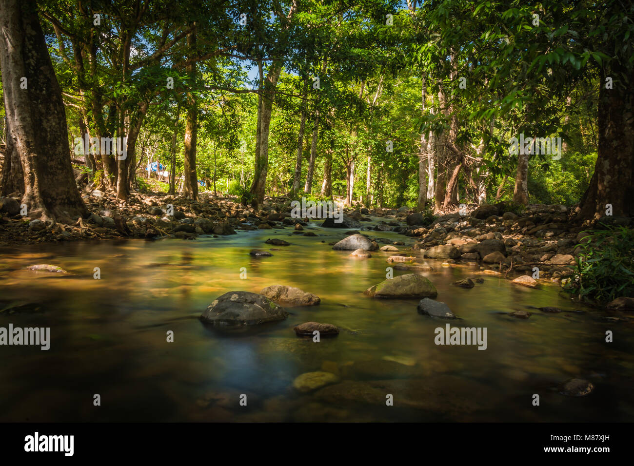 Streams in the forest Stock Photo - Alamy