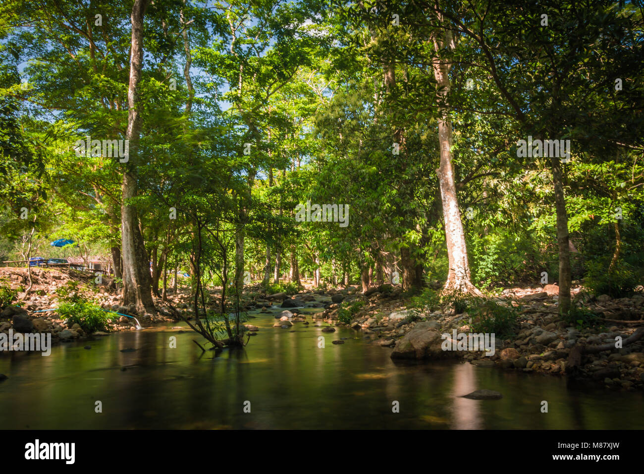 Streams in the forest Stock Photo - Alamy