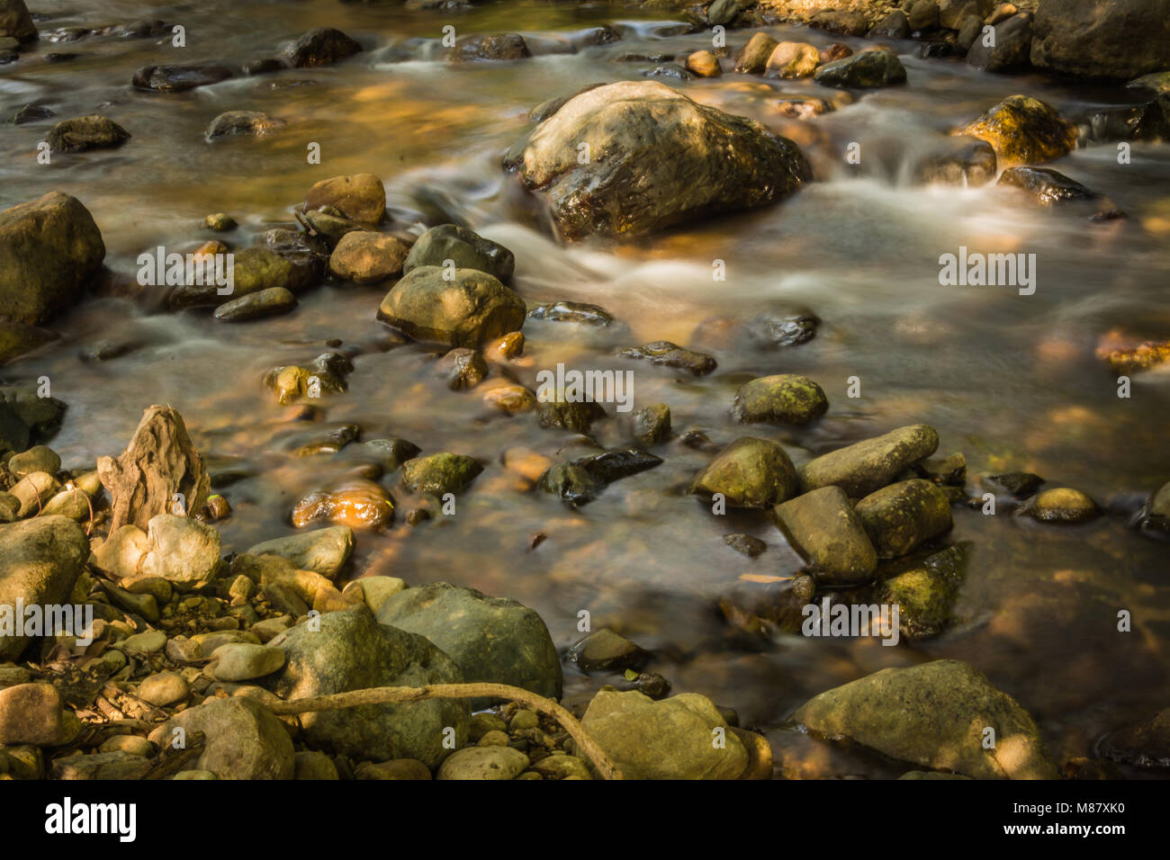 Streams in the forest Stock Photo - Alamy