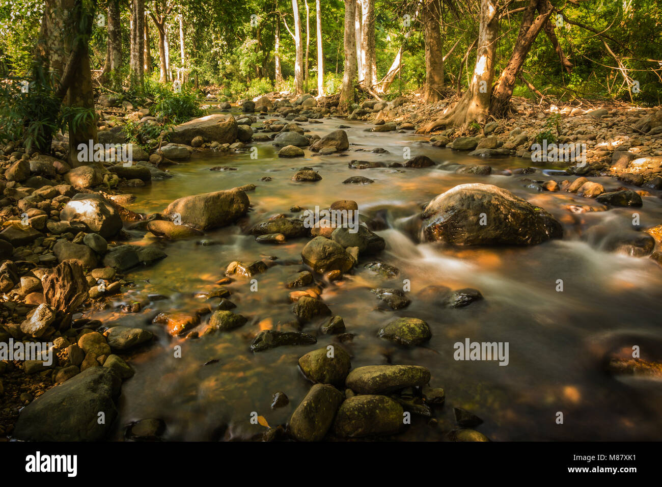 Streams in the forest Stock Photo - Alamy
