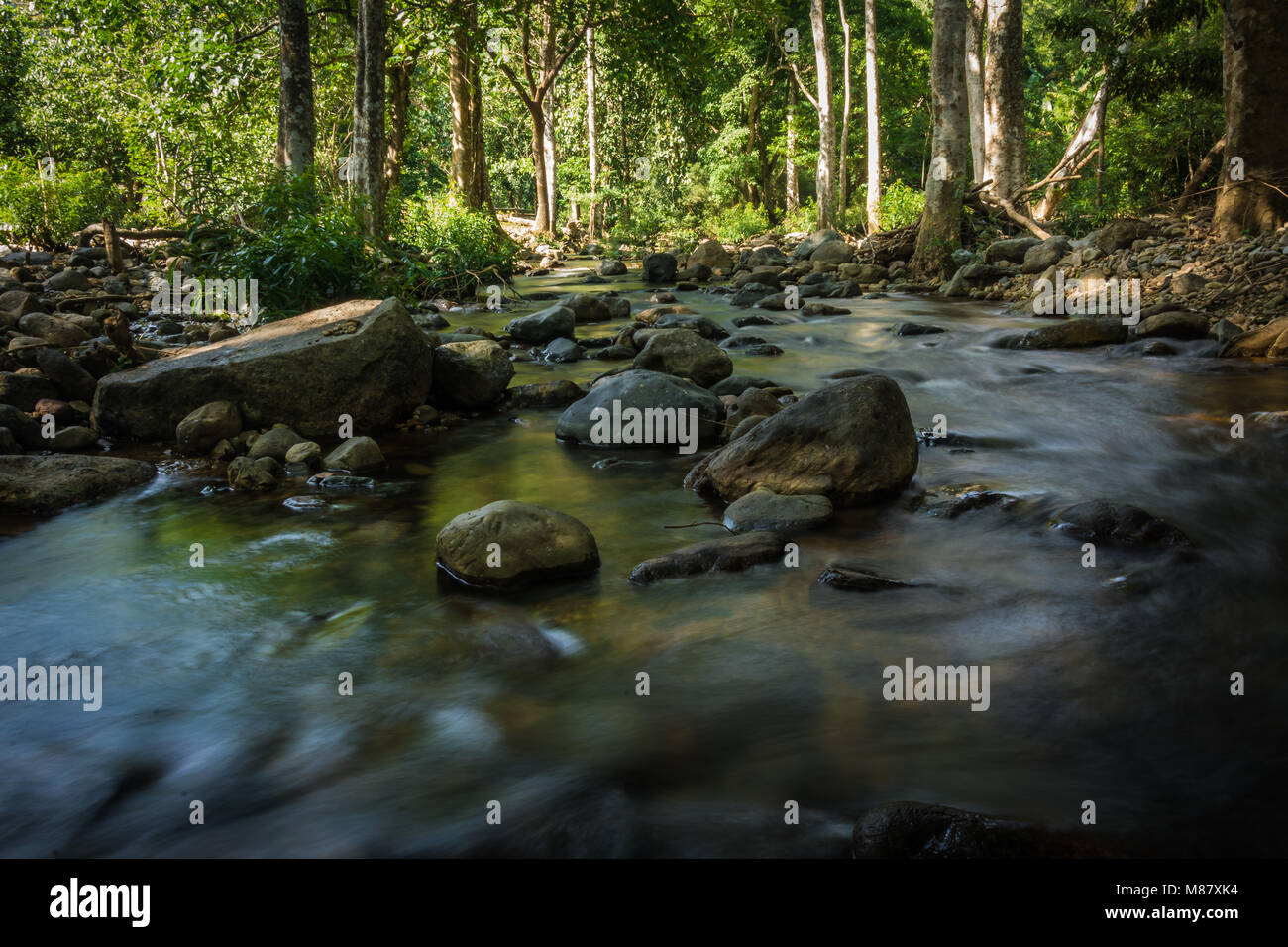 Streams in the forest Stock Photo - Alamy