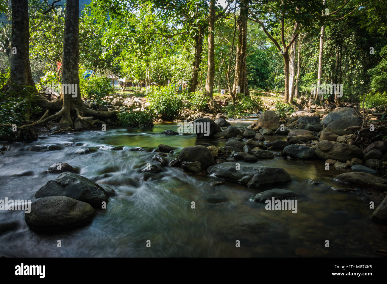 Streams in the forest Stock Photo - Alamy
