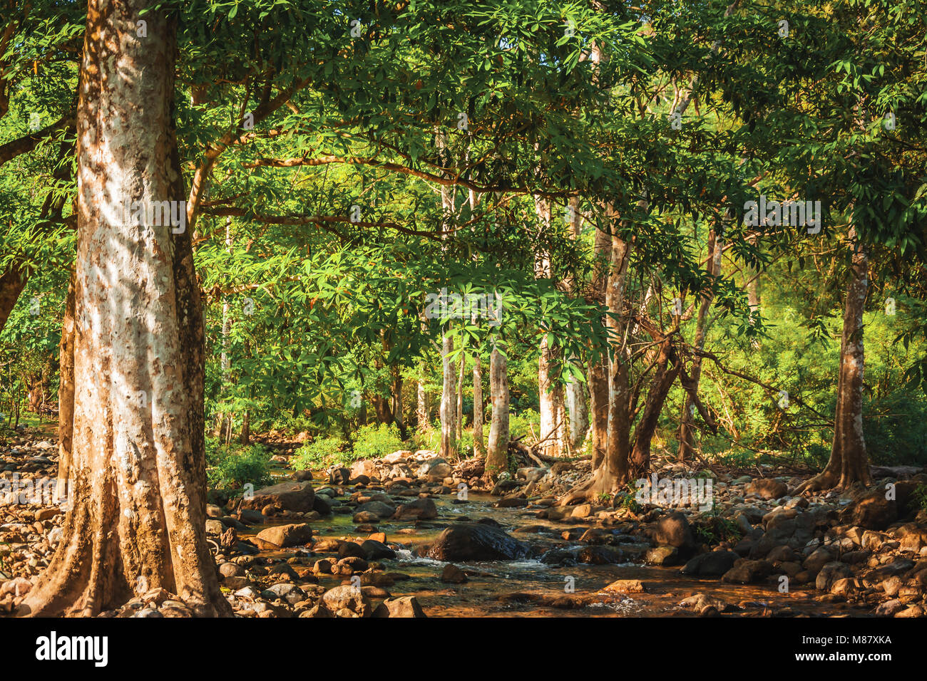 Streams in the forest Stock Photo - Alamy