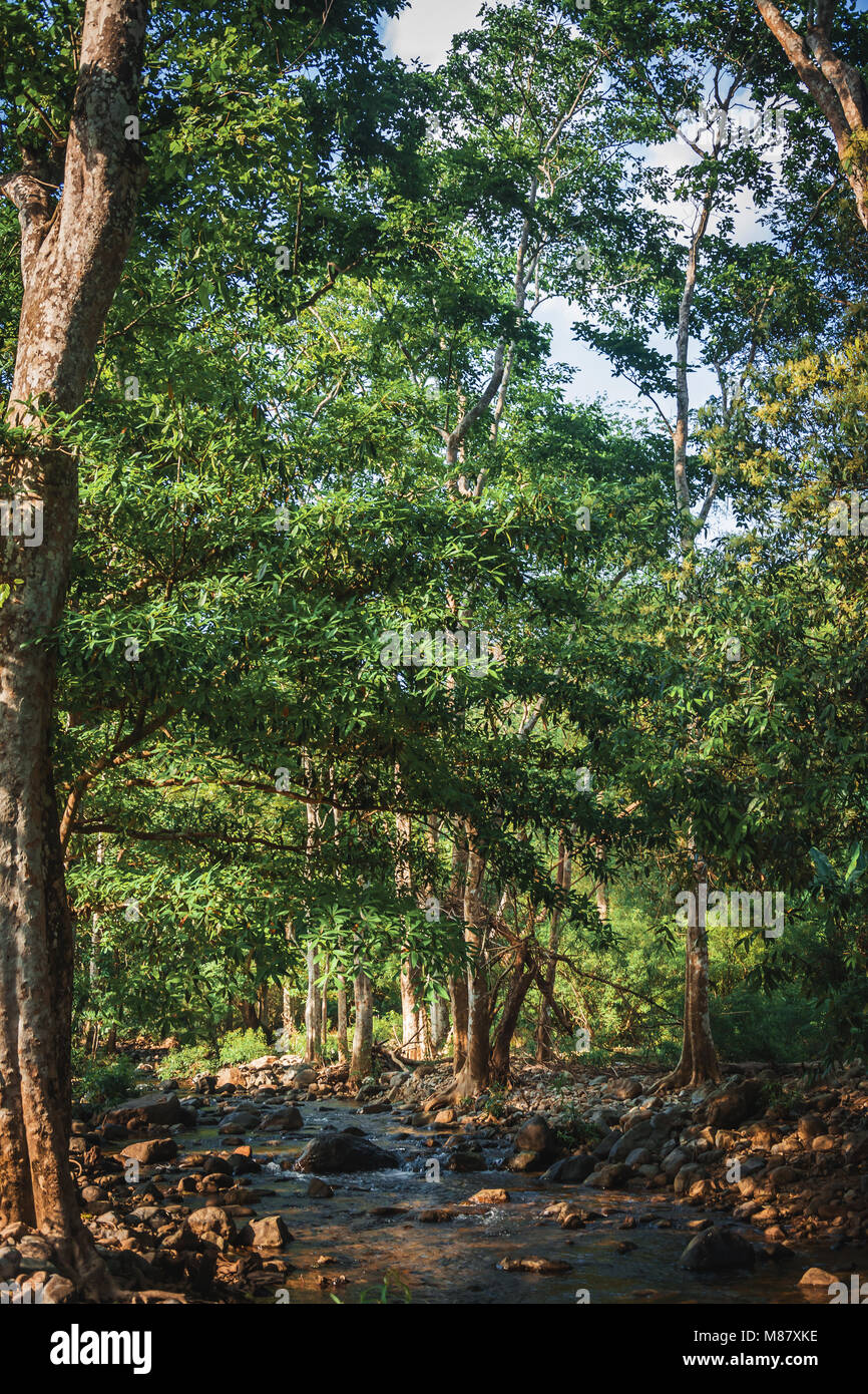 Streams in the forest Stock Photo - Alamy